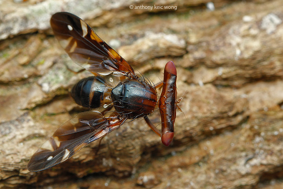 Macro Photography: Hammer-headed tephritid, Themara maculipennis