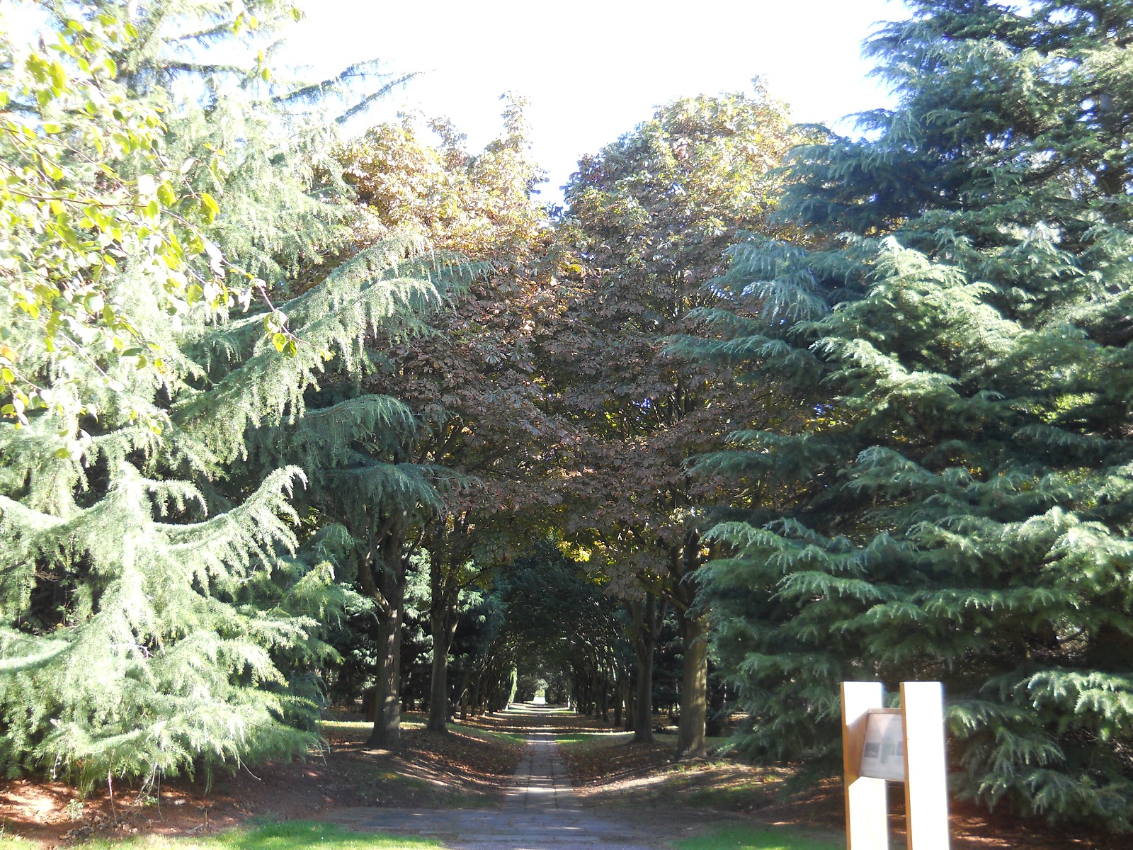 Dowsing Diaries