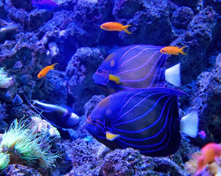 Howard`s Reef: Visit to the Blue Planet (Den Blå Planet) in Denmark ...