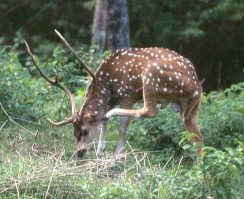We love Our Bangladesh: Axis deer/Chital deer or Spotted deer(Chitrol ...
