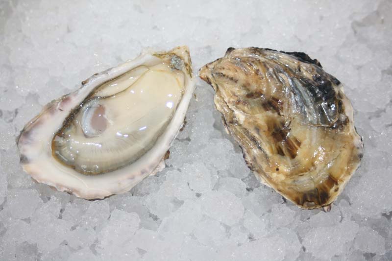 Oyster