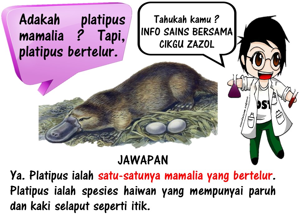 ZAZOLNIZAM BIN ZAKARIA: Info Sains SEkolah Rendah