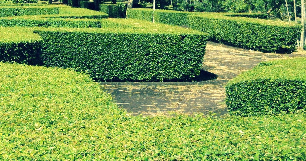 Terbaru 35+ Tanaman Pagar Teh Tehan