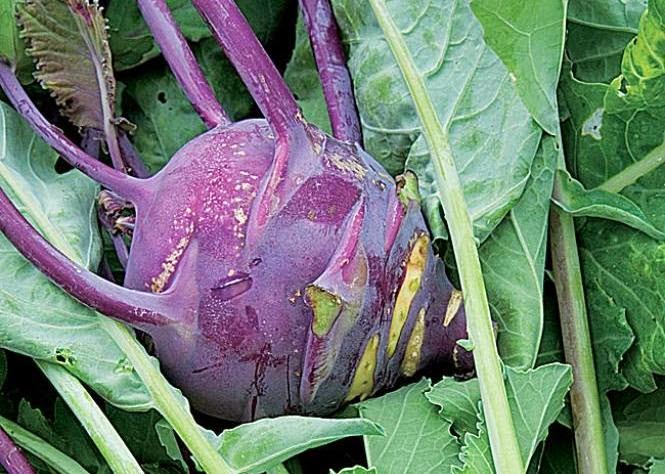 Le jardin de Pestoune: Chou-rave, chou-navet, rutabaga