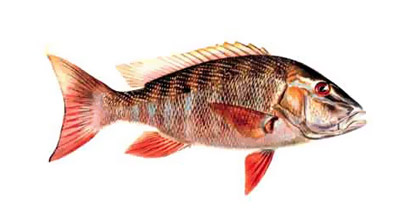 Universo Animal: ¿Qué es un pargo?