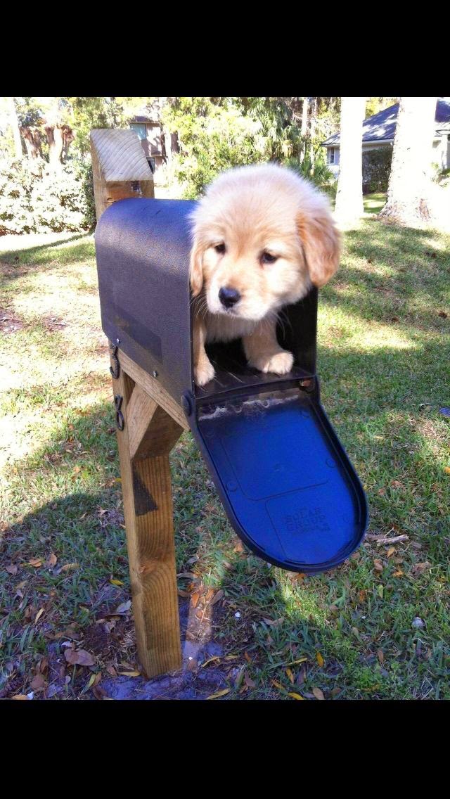 most unique dog: 3 Best Cute Dogs