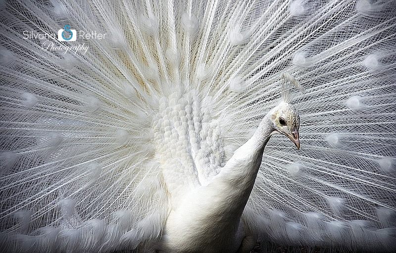 Silvana Retter PHOTOGRAPHY