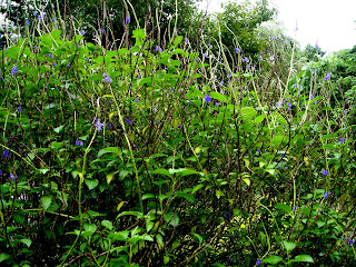 DWAN雲之端: 長穗木-又名紫花長穗木、馬鞭草--英文名稱：Jamaica False-valerian--學名 ...