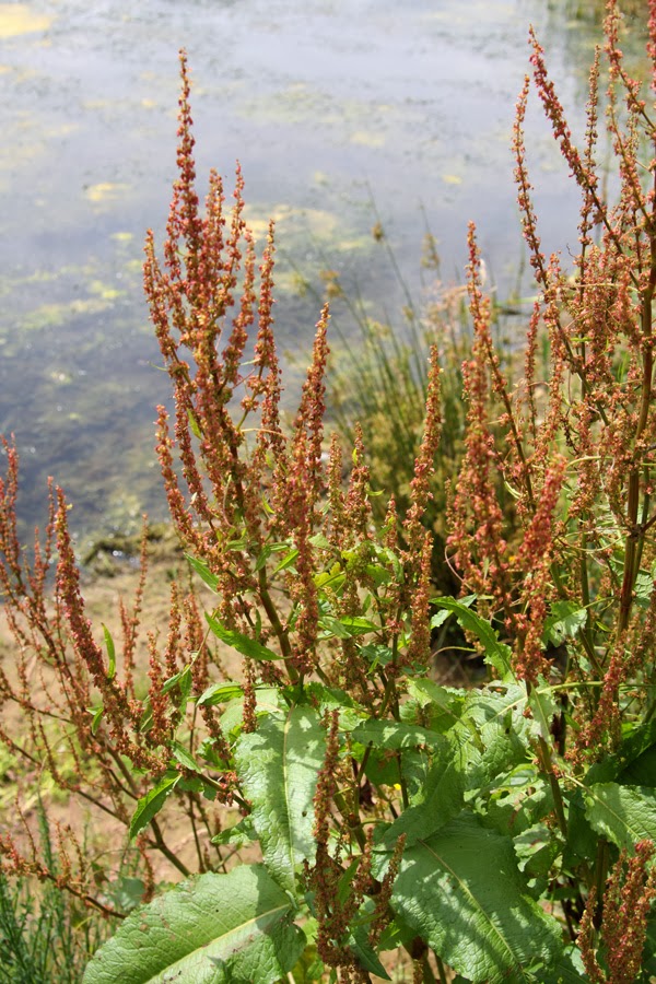 Healing Weeds: Curly Dock
