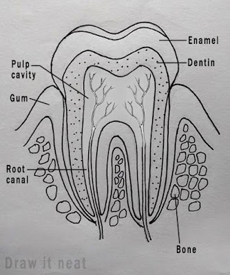 DRAW IT NEAT: How to draw tooth diagram labeled.