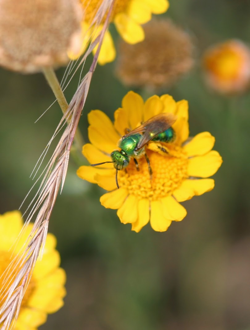 Victory Gardens for Bees: July Bee Safari at UBC Botanical Gardens