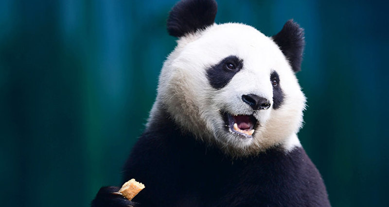 Scientists have deciphered the DNA of an ancient panda | The Planet ...
