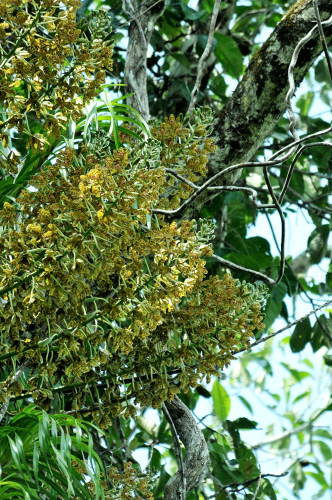 Nina`s Blog: Pesona Anggrek Tebu Hutan Tropis Kapuas Hulu