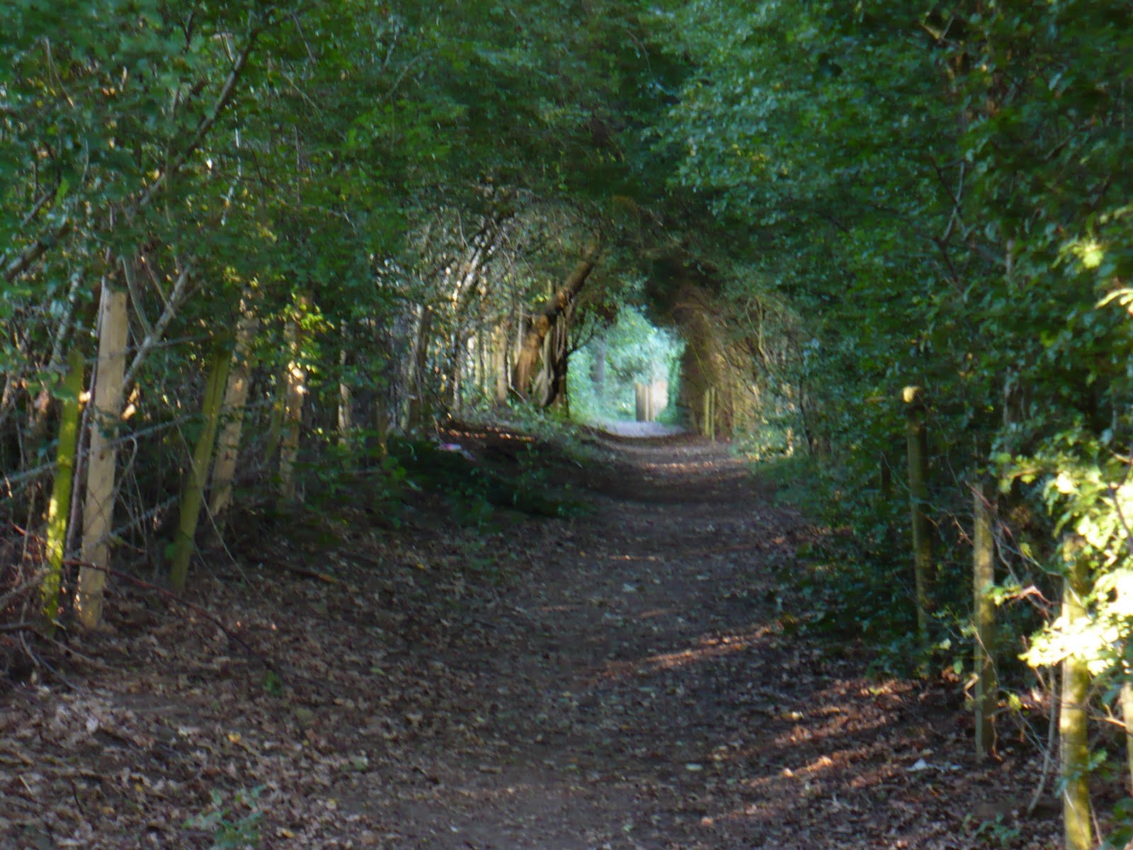 Concerning Hobbits: Why J.R.R. Tolkien Loved Trees