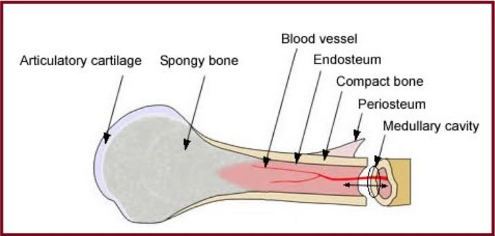 Tulang terdiri atas lapisan-lapisan yang jika disebutkan dari arah luar ...