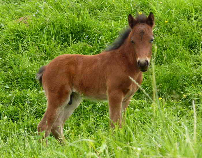 Venta de Potrillos Pura sangre y Chuscos :D: Venta y Alquiler De ...