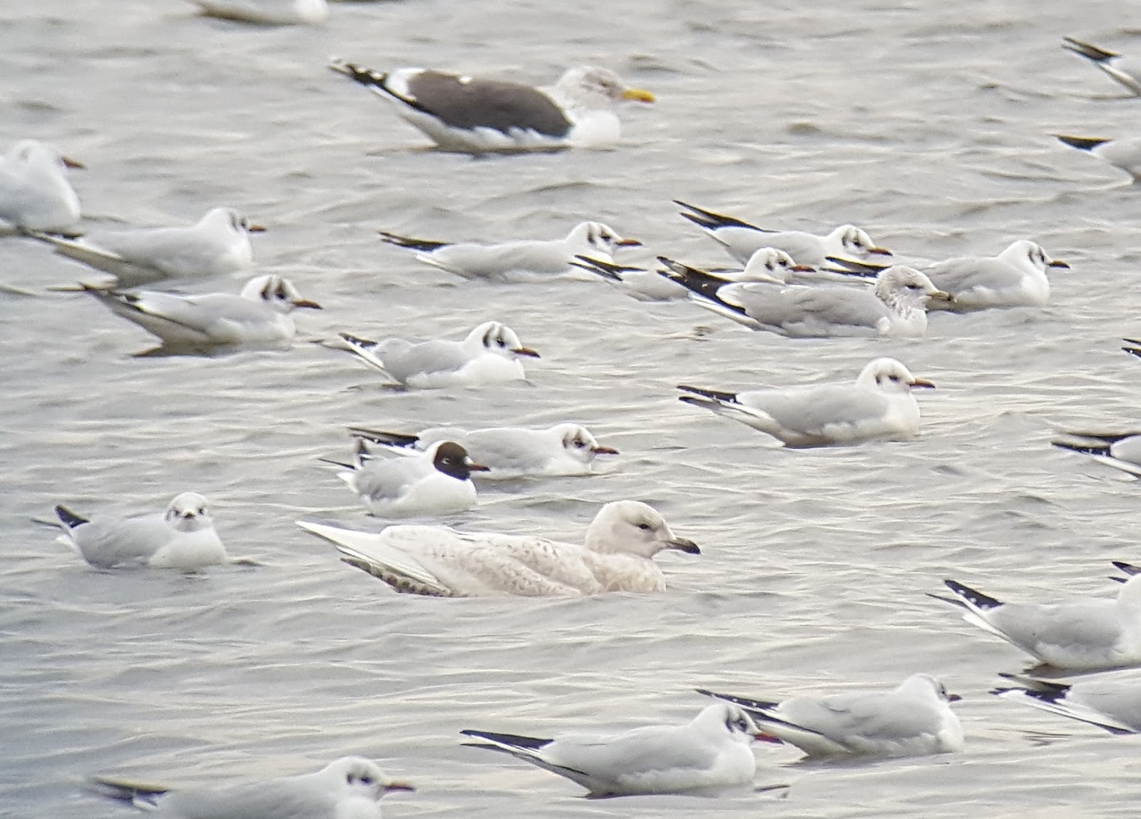 A Field Notebook: Watching the Pennington Flash gull roost