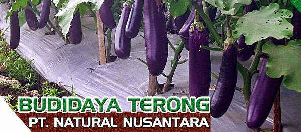 Budidaya Terong PT. Natural Nusantara - Distributor Resmi PT.Natural ...