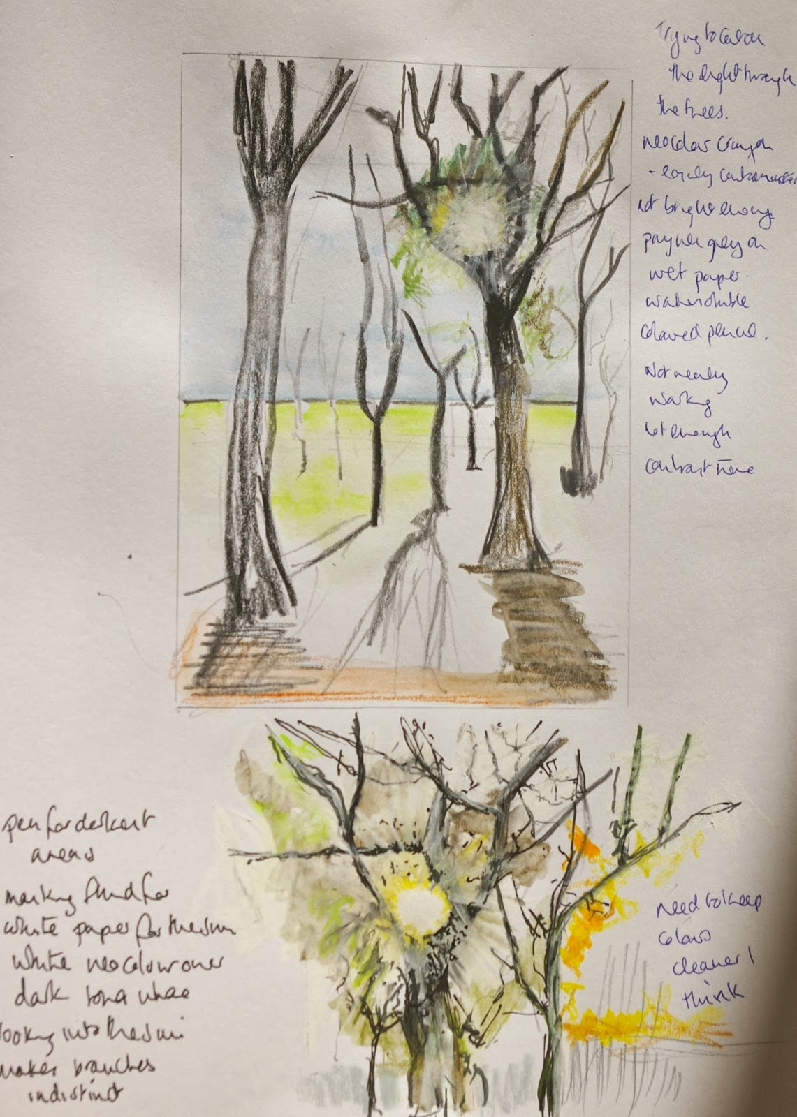 Aylish's OCA Learning Log: Project Drawing Trees: Study of Several Trees