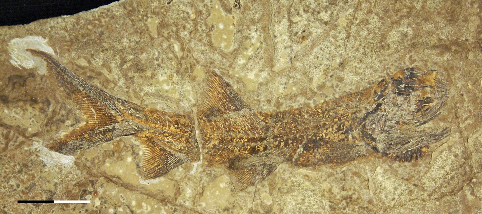 Sciency Thoughts: A freshwater Coccolepidid Fish from the Late Jurassic ...