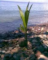 Cara Penyebaran Biji Tanaman