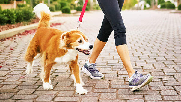 Top 5 Reasons to Walk Your Dog Every Day