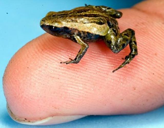 ALP Grado 11: 10 Ranas Mas Raras Del Mundo