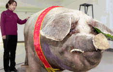 News Of The Day: 900 kg pig battles 'Big Bill' for world record