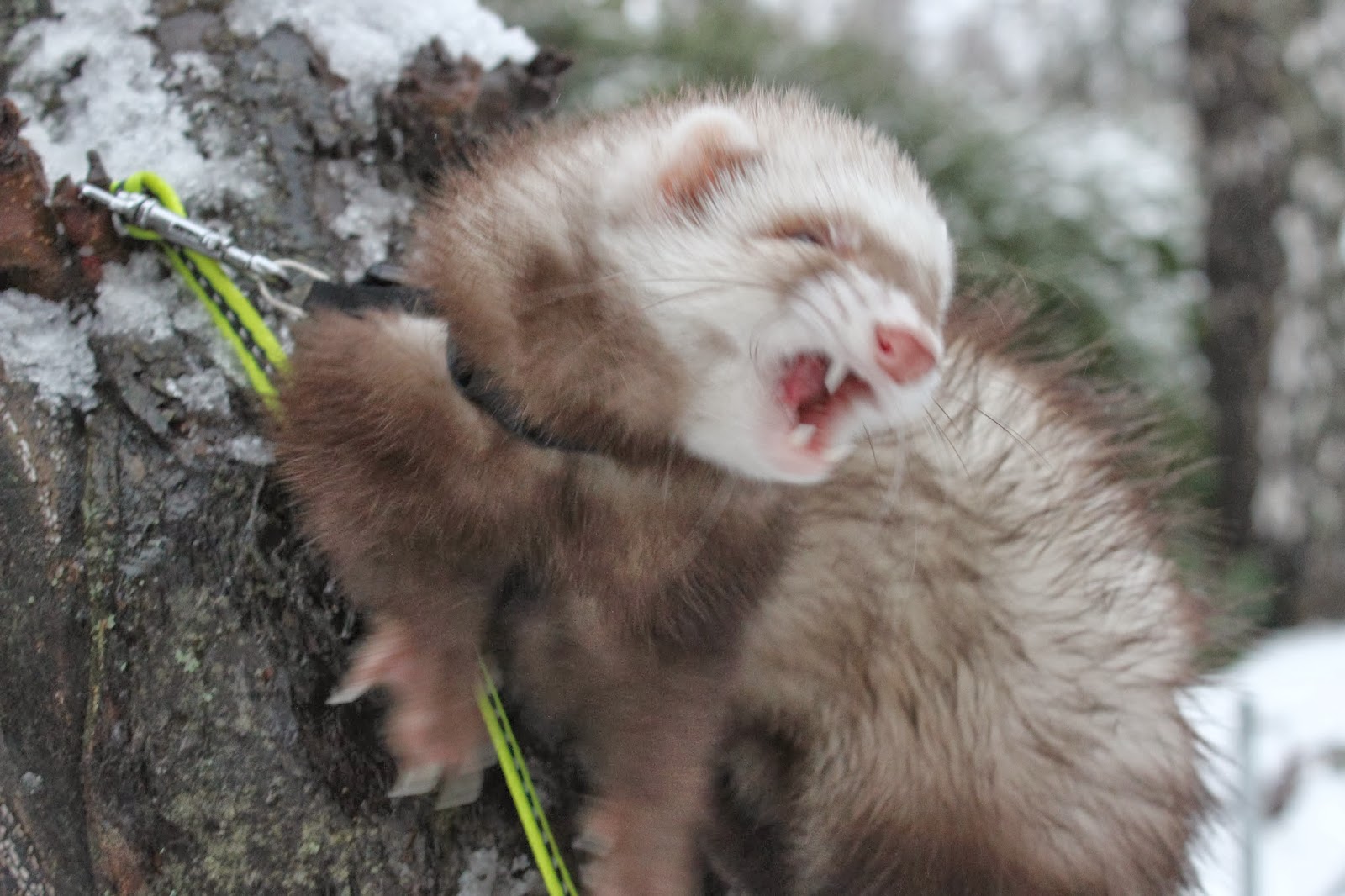 Fretti - kenen lemmikki se on? | Taskuvarkaani frettiblogi