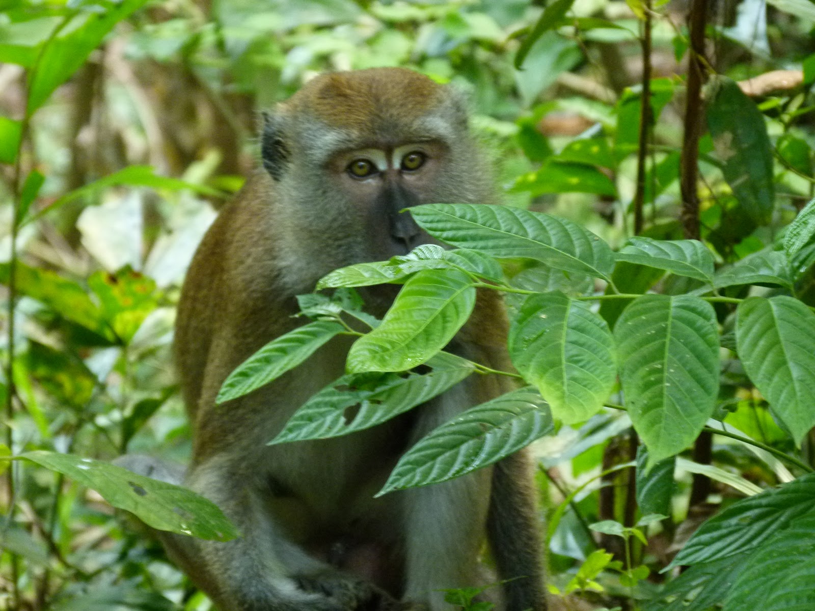 Monkey hiding from leaves free picture for commercial use