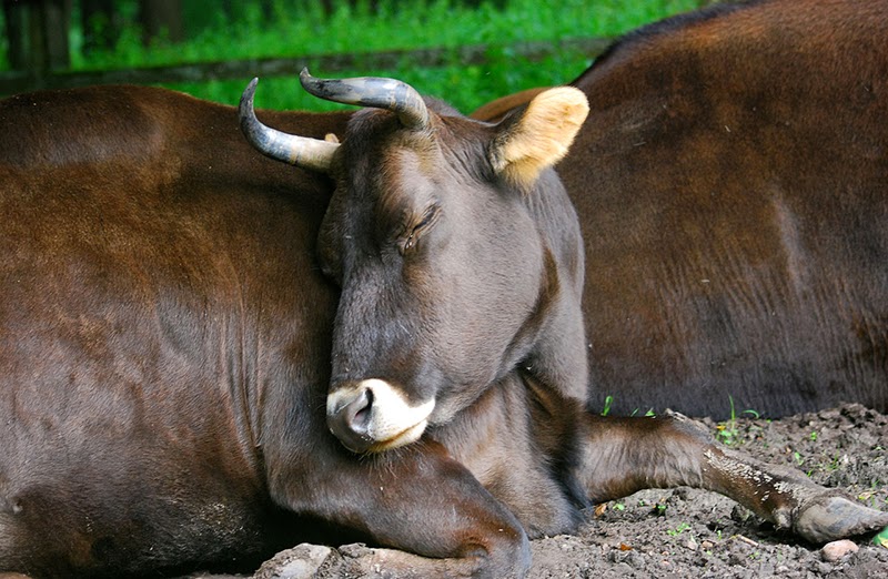 East World Farms: 10 Farm Animal Hybrids You Didn't Know Existed
