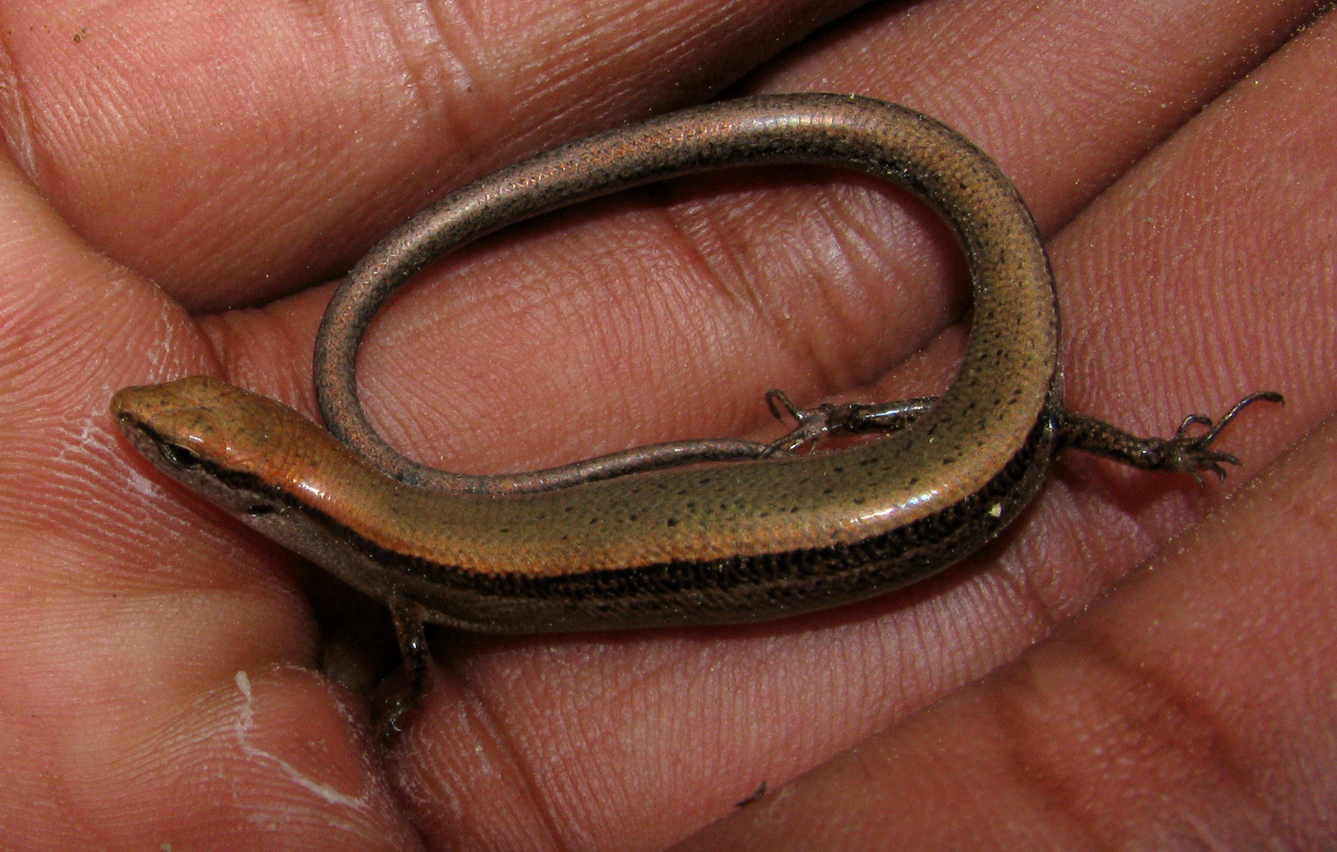 Birding Bros. Blog: Species Spotlight #3: Ground Skink