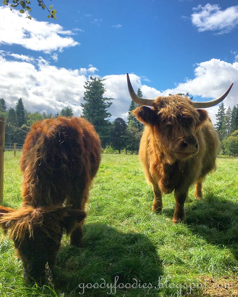GoodyFoodies: Hairy Coo (Highland Cows) @ Crathes Castle, Aberdeenshire ...