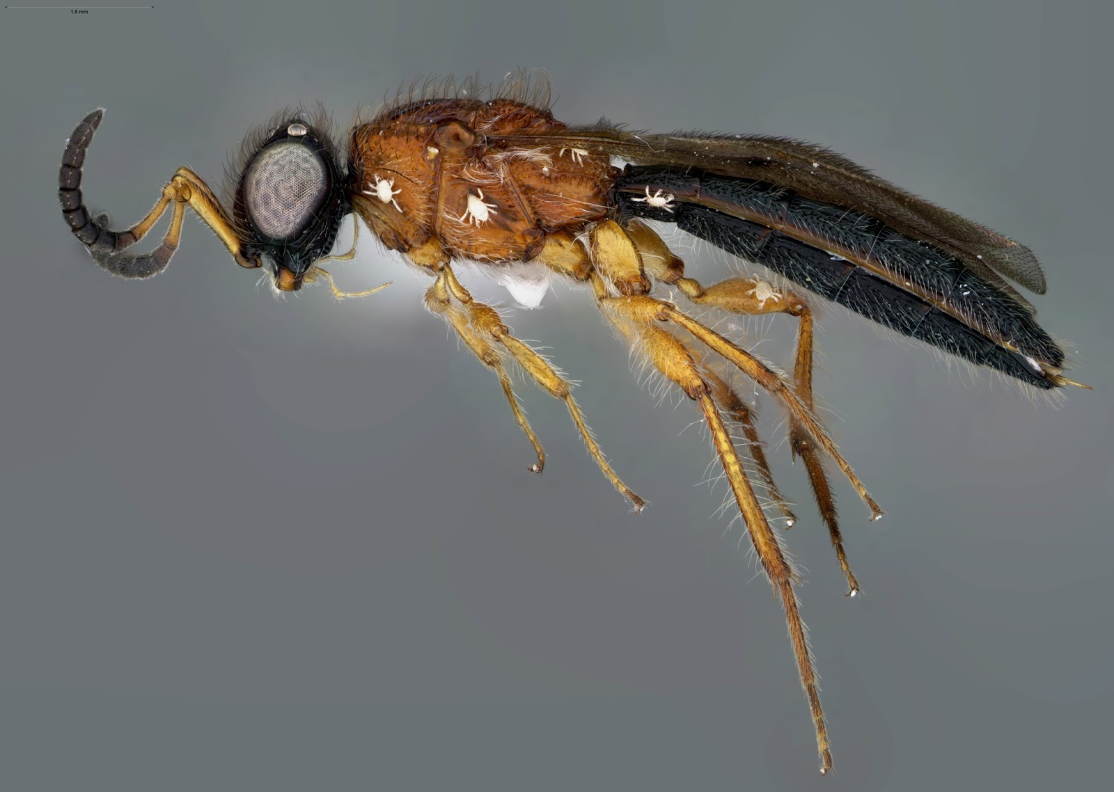 Insect Image of the Week: Sceliomorpha