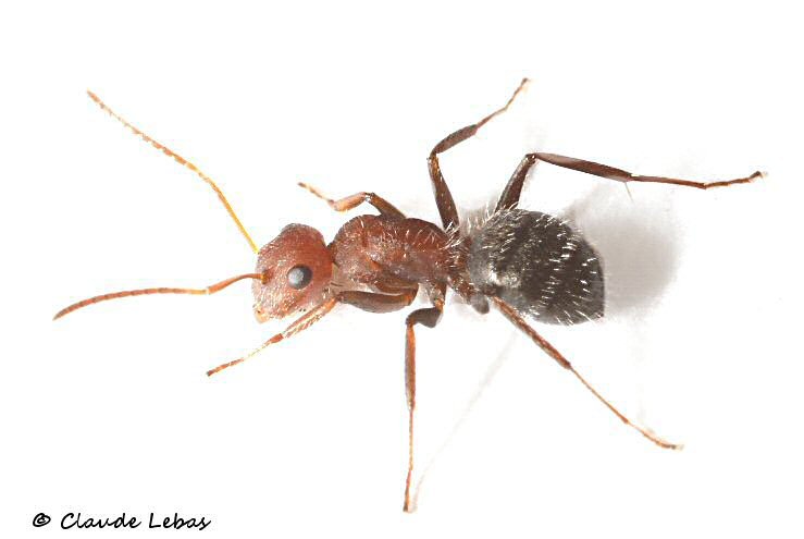 fourmis de Cuba- Hormigas de Cuba- Ants of Cuba: Camponotus planatus