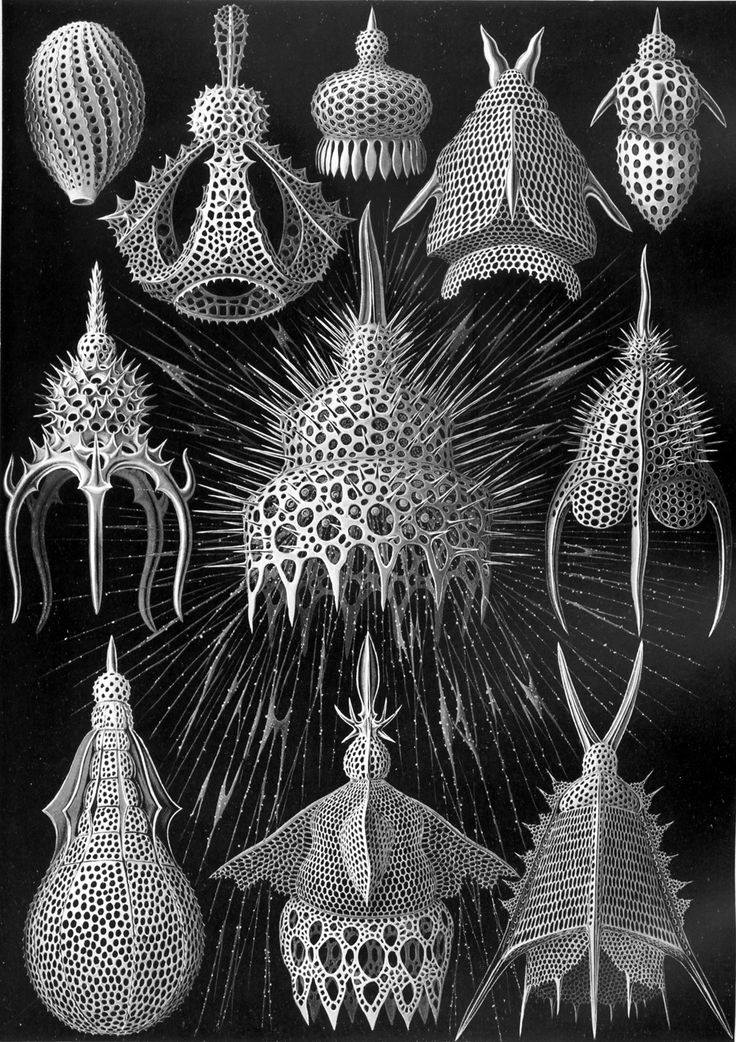 Twists and Turns: Word of the Day: RADIOLARIAN
