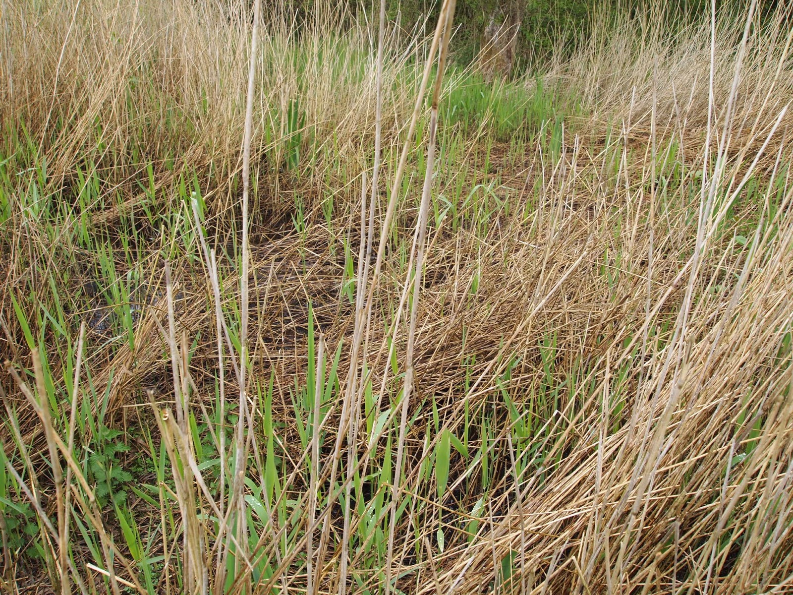 Plants Blog: Phragmites australis; Norfolk Reed