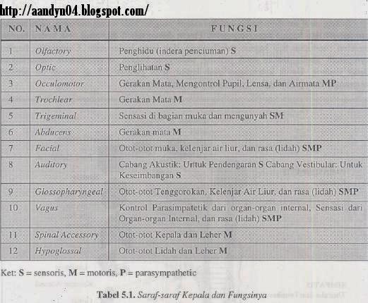 Sistem Saraf Perifer