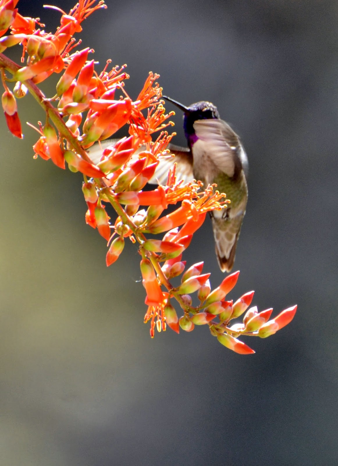 good-times-rollin: Lucifer and Agave...