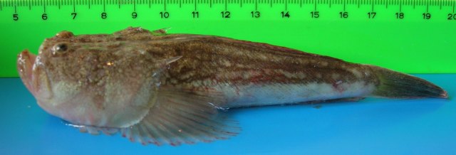 Artes de Pesca: VAMOS A PESCAR RATA PEZ