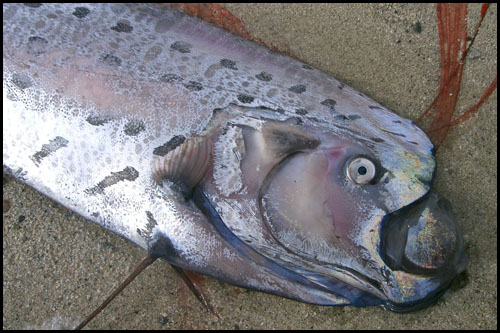 Oarfish - The legendary sea monster | The True Adventures