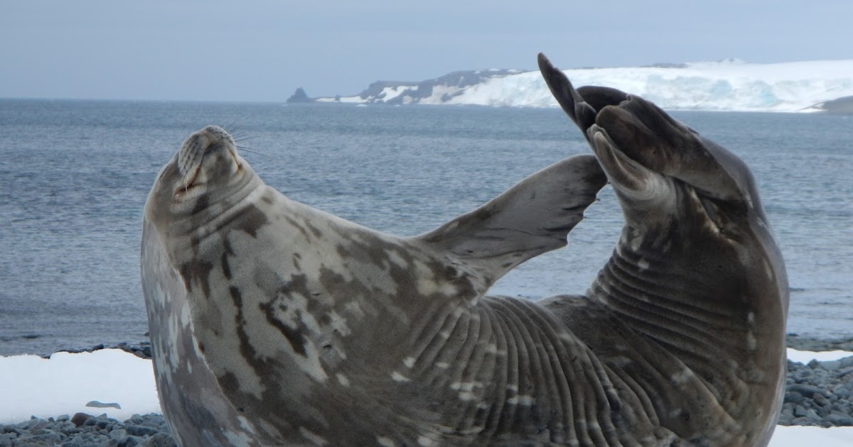 Ornitoblog Afrykański: Foki Antarktydy