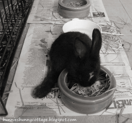 The Rabbit Basement: One-Month-Old Rabbit