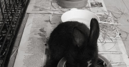 The Rabbit Basement: One-Month-Old Rabbit