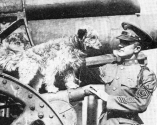 Famous Dogs in History: Rags: From Stray Dog to War Hero
