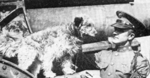 Famous Dogs in History: Rags: From Stray Dog to War Hero