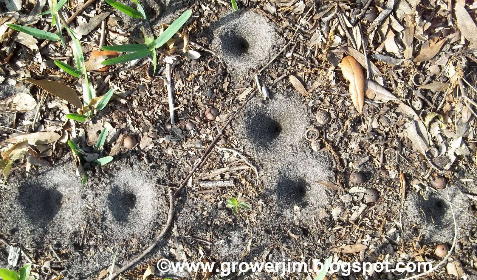 Garden Adventures: Creature Feature - Ant lion