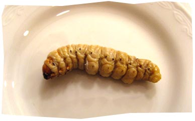 Evil Cat: Disgusting Delicacies