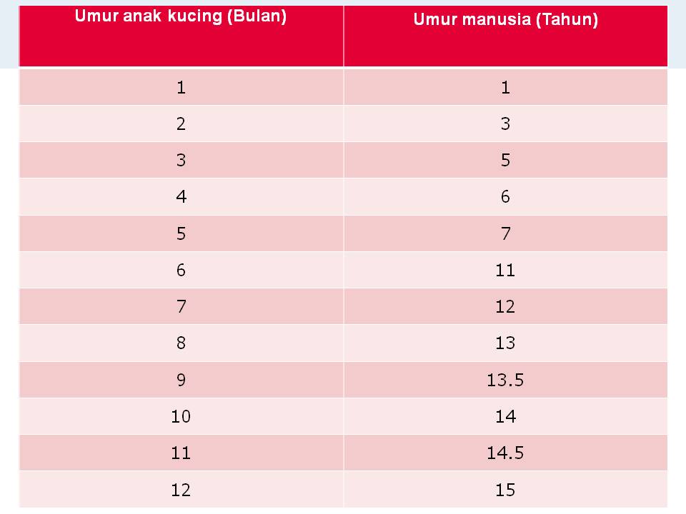 Kucing Utara: Memahami Umur Anak Kucing