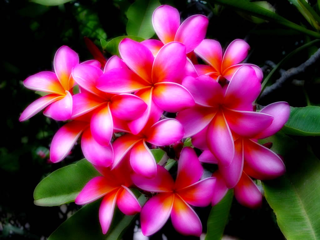 Brenda - A Belizean Poet